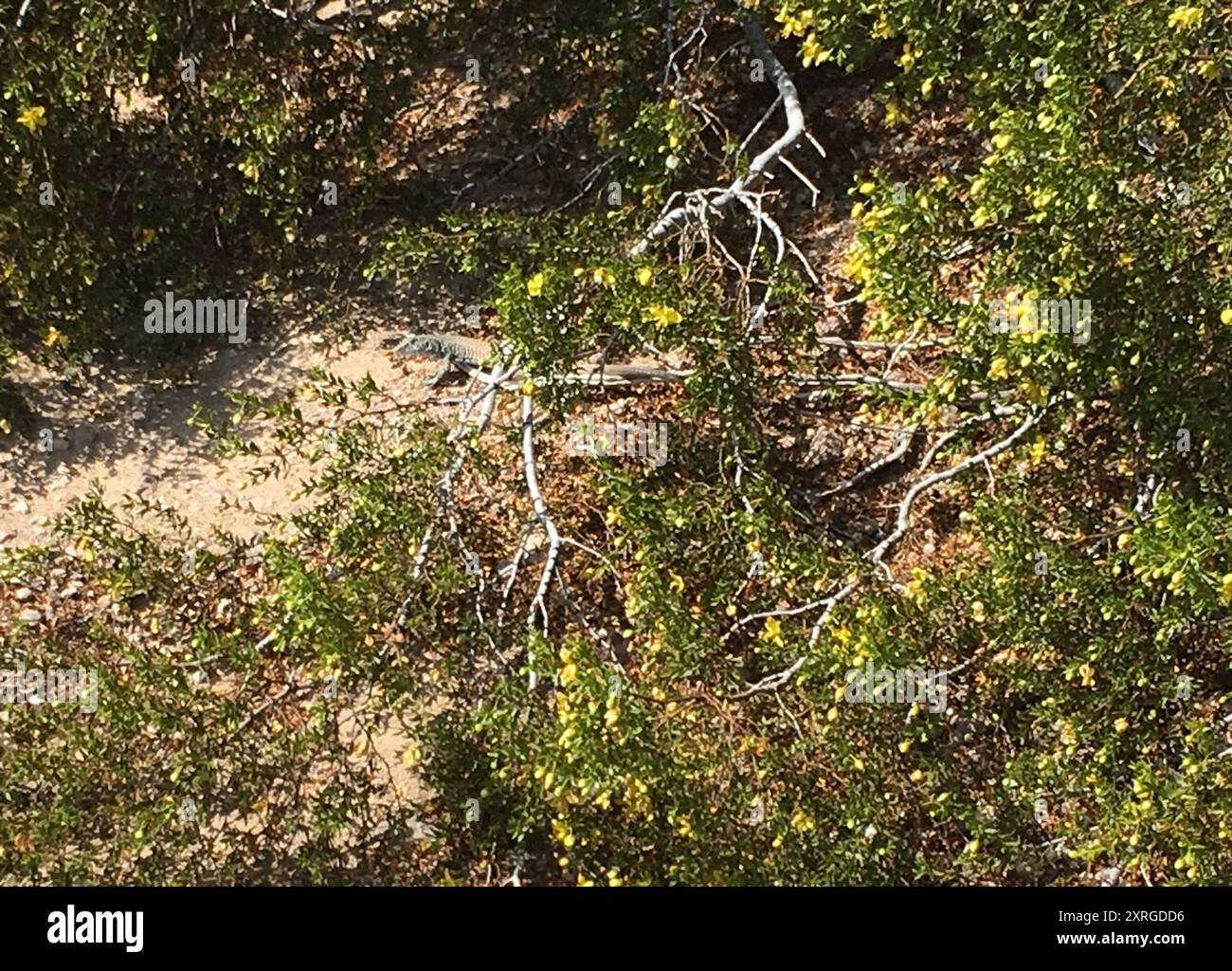 Western Whiptail (Aspidoscelis tigris) Reptilia Stock Photo - Alamy