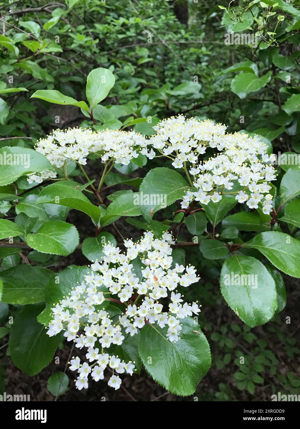 Rusty Blackhaw (Viburnum rufidulum) Plantae Stock Photo - Alamy