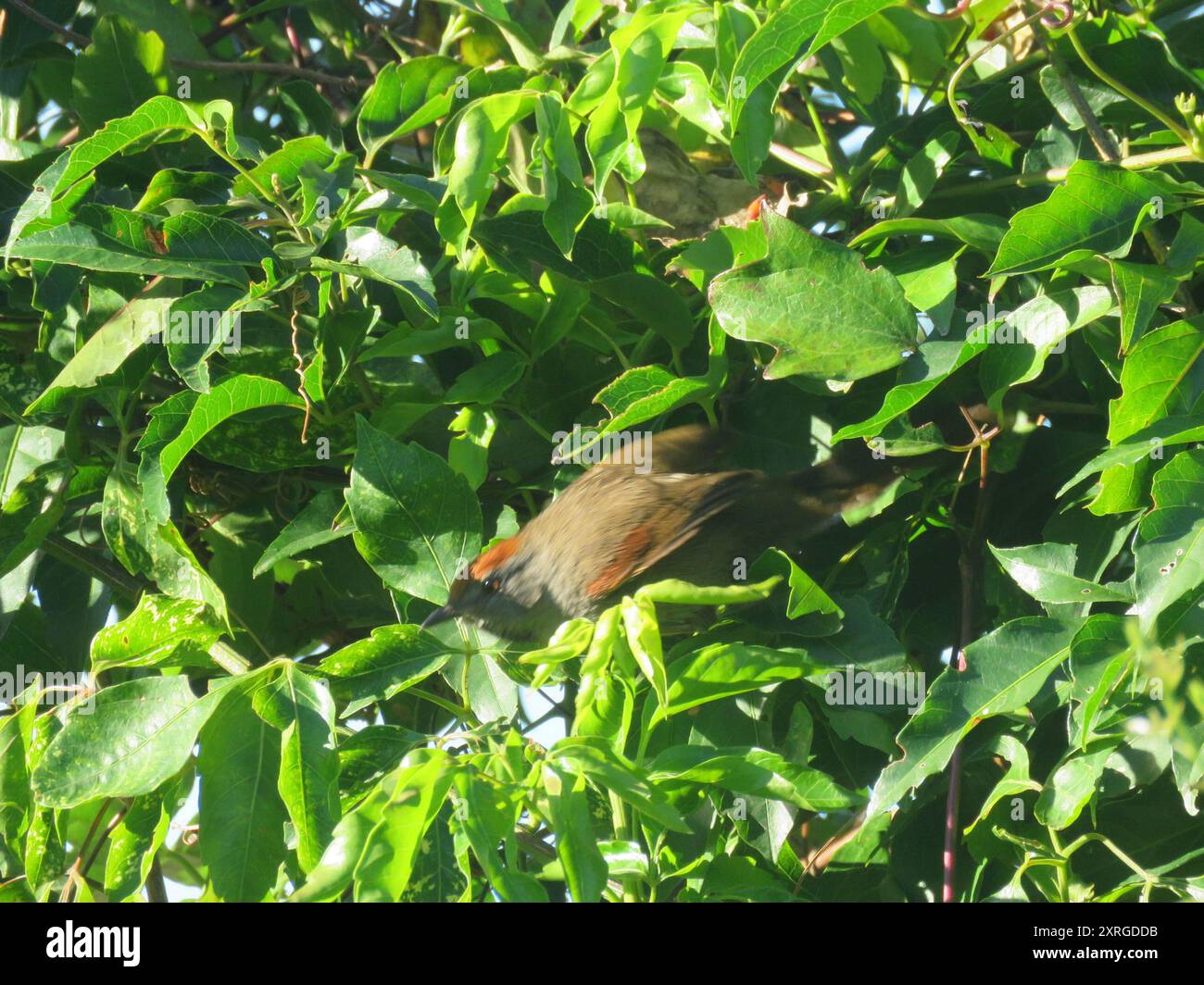 Spix's Spinetail (Synallaxis spixi) Aves Stock Photo - Alamy