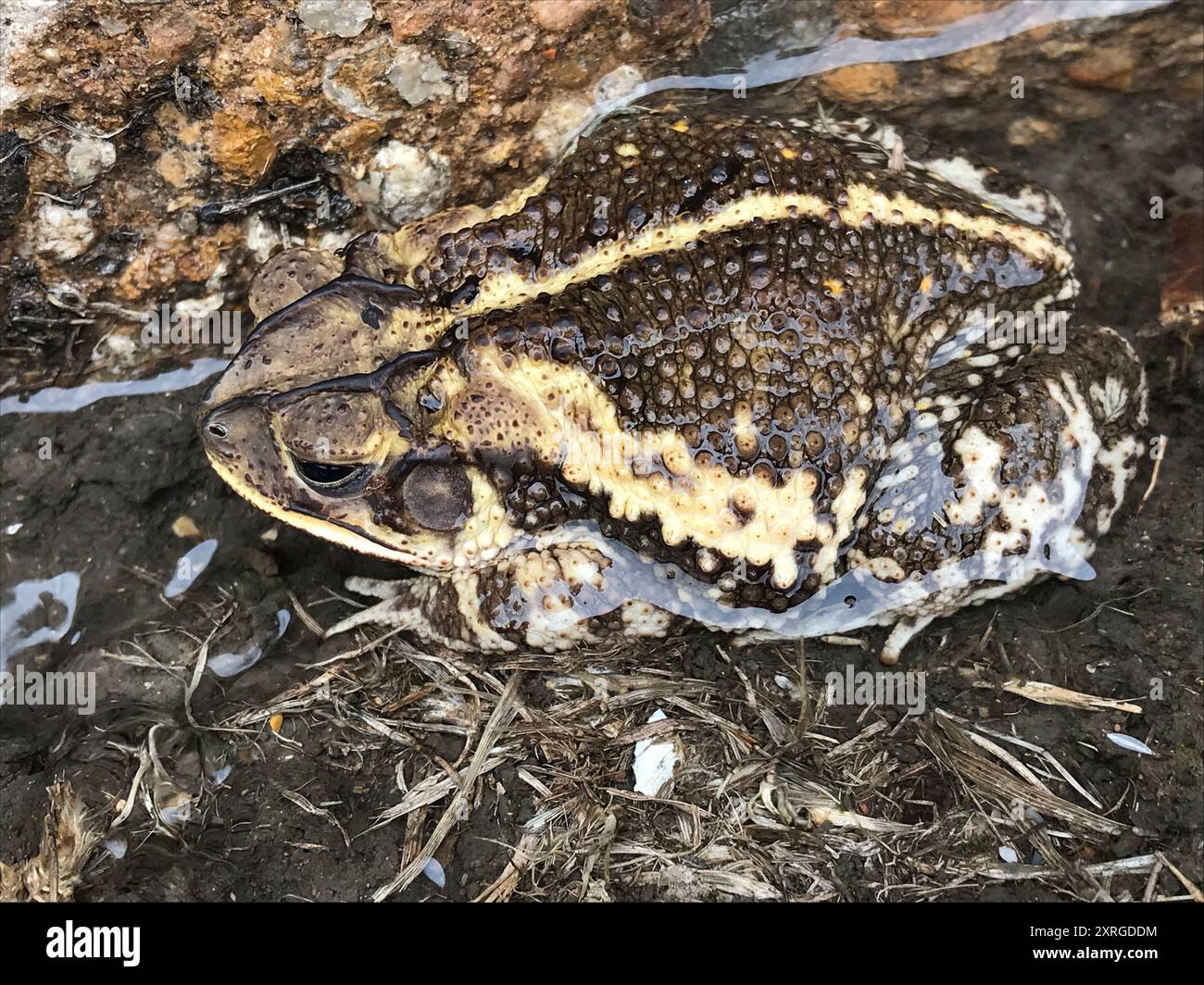 Gulf Coast Toad (Incilius nebulifer) Amphibia Stock Photo - Alamy