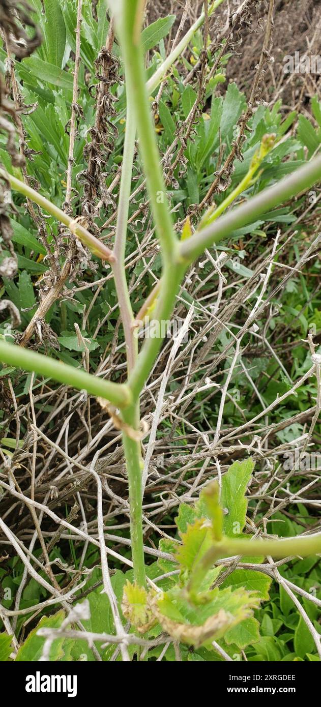 Saharan Mustard (Brassica tournefortii) Plantae Stock Photo - Alamy