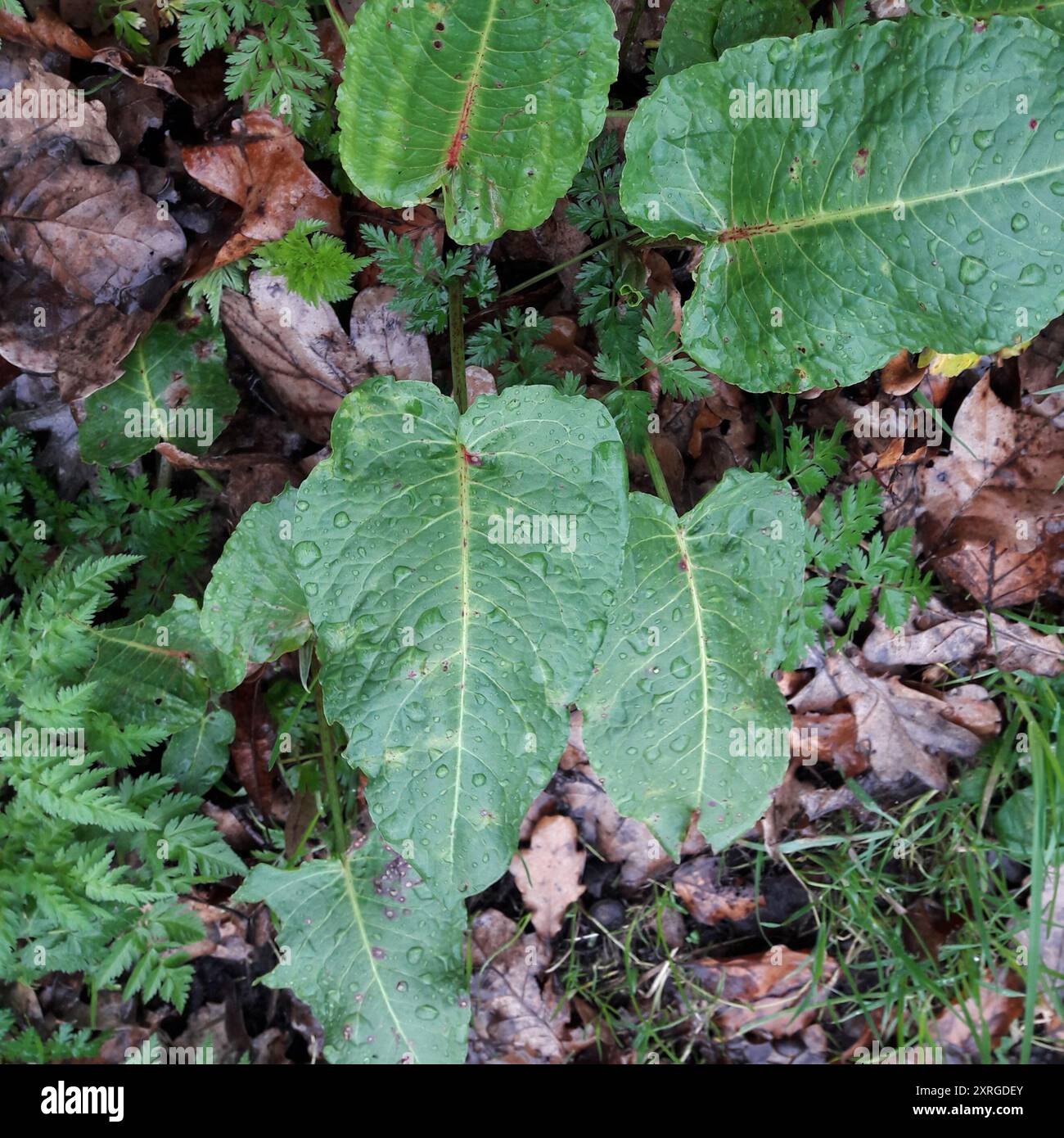 broad-leaved dock (Rumex obtusifolius) Plantae Stock Photo - Alamy