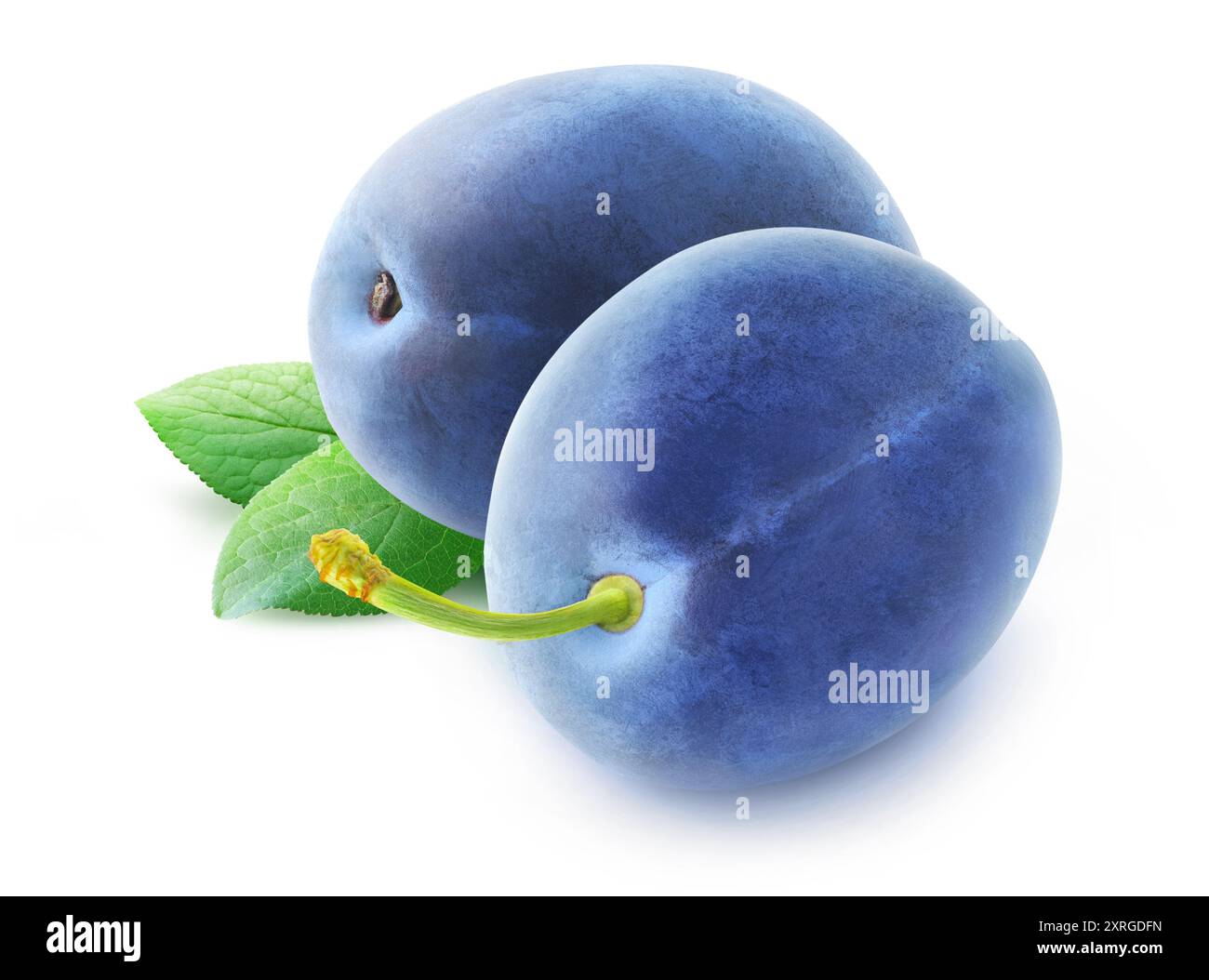 Two whole blue plums with stem and leaf isolated on white background ...