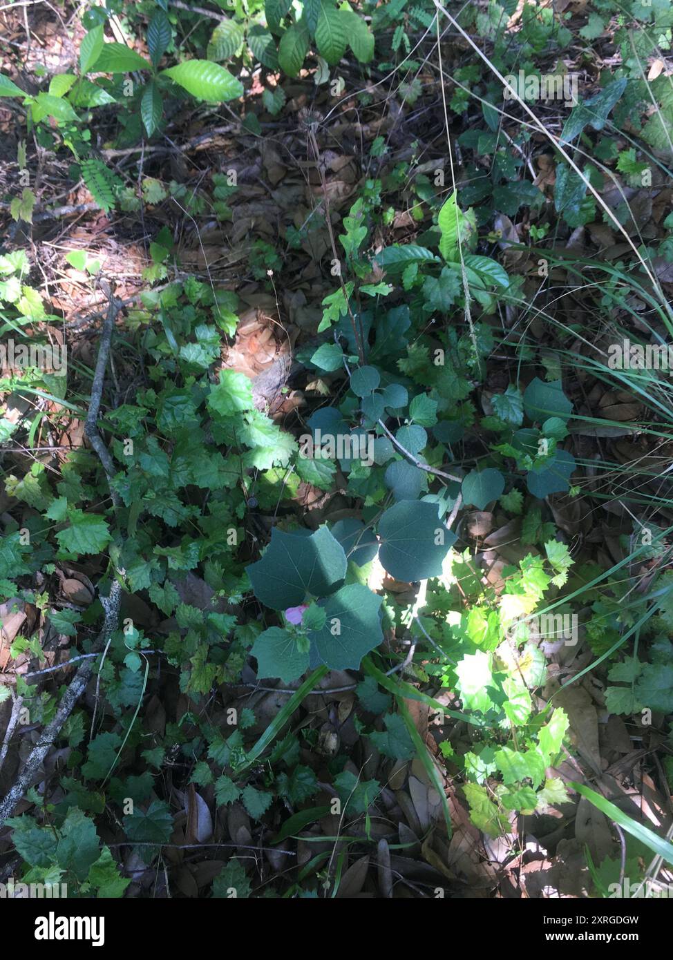 Caesar weed (Urena lobata) Plantae Stock Photo - Alamy