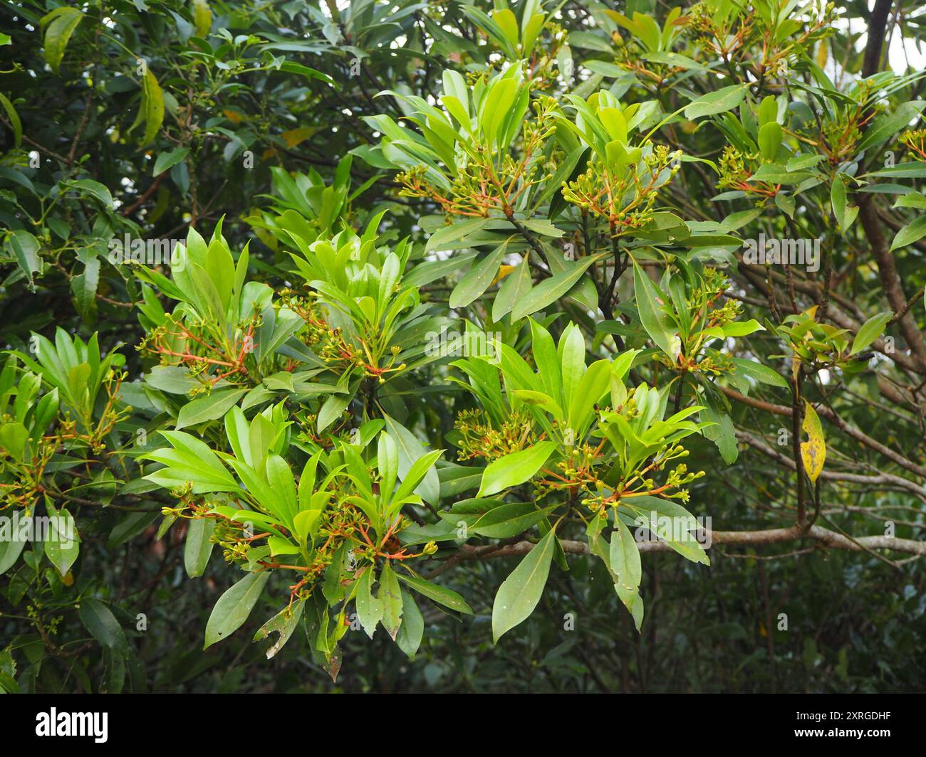 Red Machilus (Machilus thunbergii) Plantae Stock Photo - Alamy
