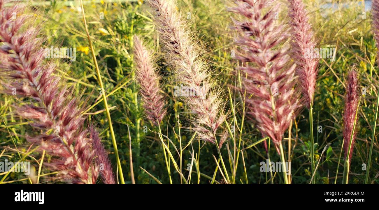 Fountain Grass (Cenchrus setaceus) Plantae Stock Photo - Alamy