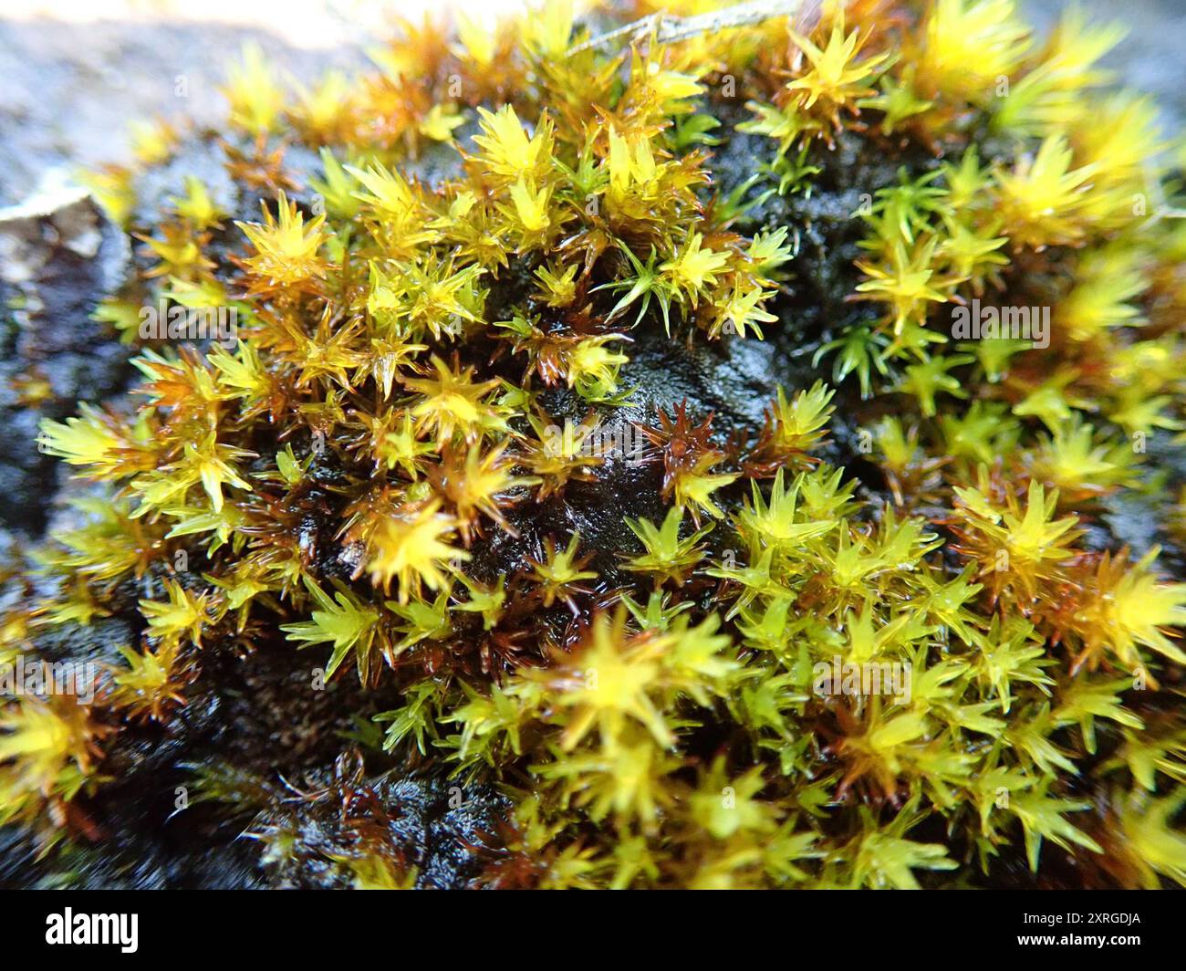 transparent fork-moss (Dichodontium pellucidum) Plantae Stock Photo - Alamy