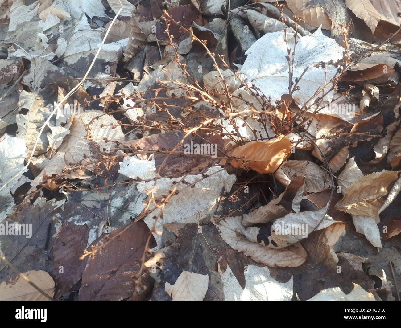 Beechdrops (Epifagus virginiana) Plantae Stock Photo - Alamy