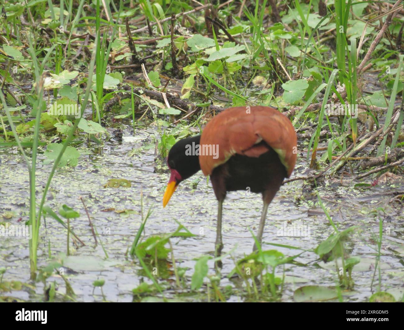Wattled Jacana (Jacana jacana) Aves Stock Photo - Alamy