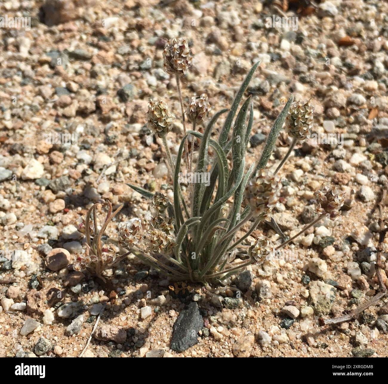 Desert Plantain (Plantago ovata) Plantae Stock Photo - Alamy