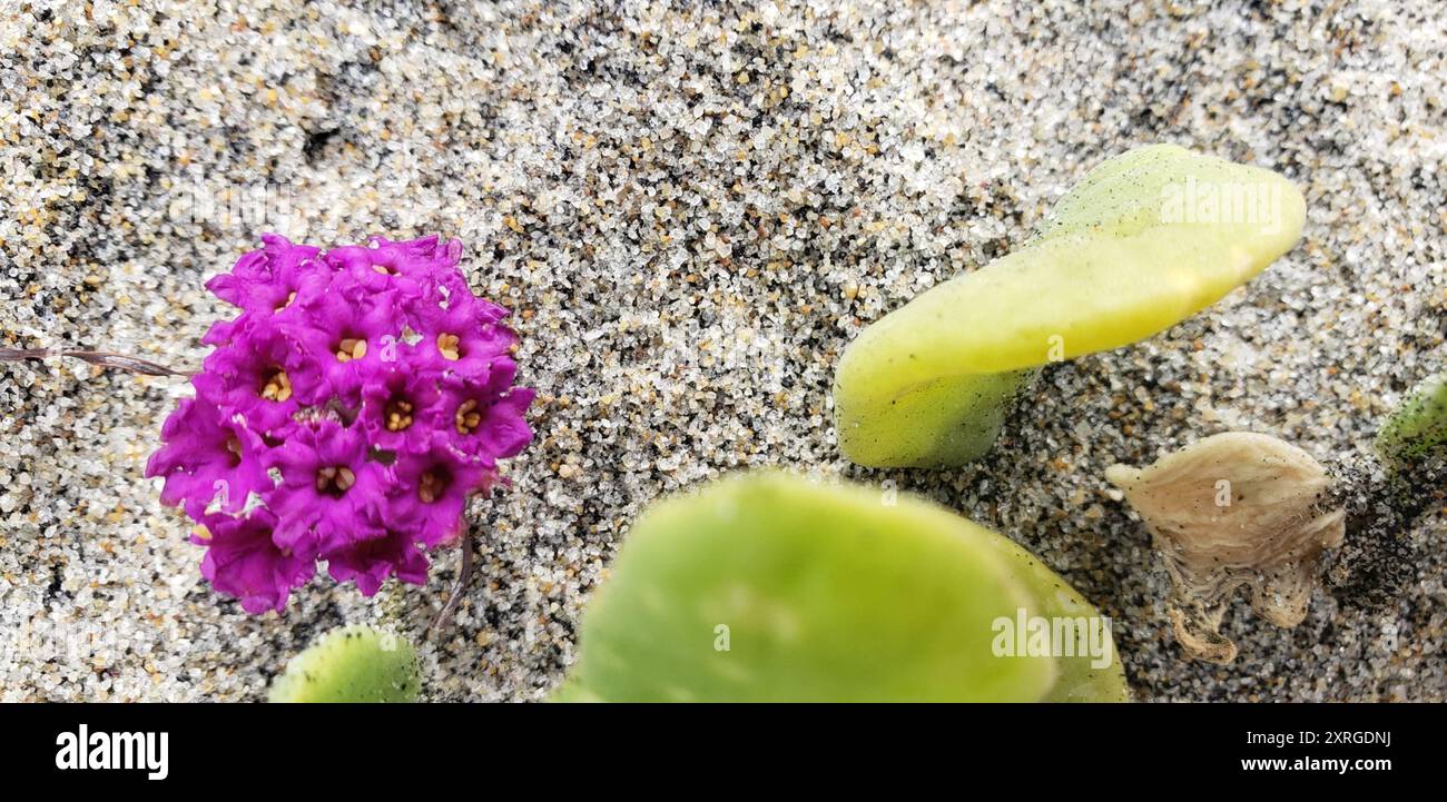 red sand-verbena (Abronia maritima) Plantae Stock Photo - Alamy