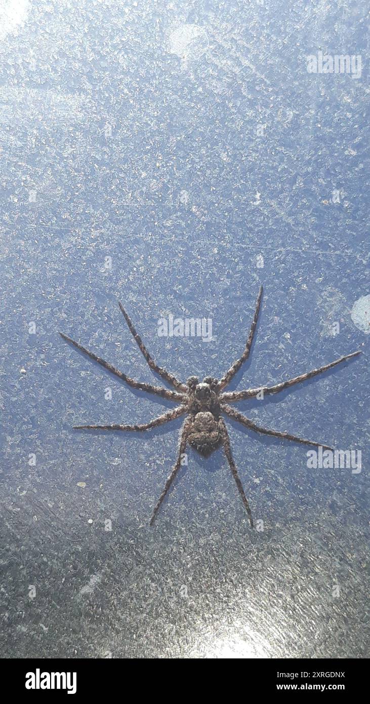 Lichen Running Spider (Philodromus margaritatus) Arachnida Stock Photo ...
