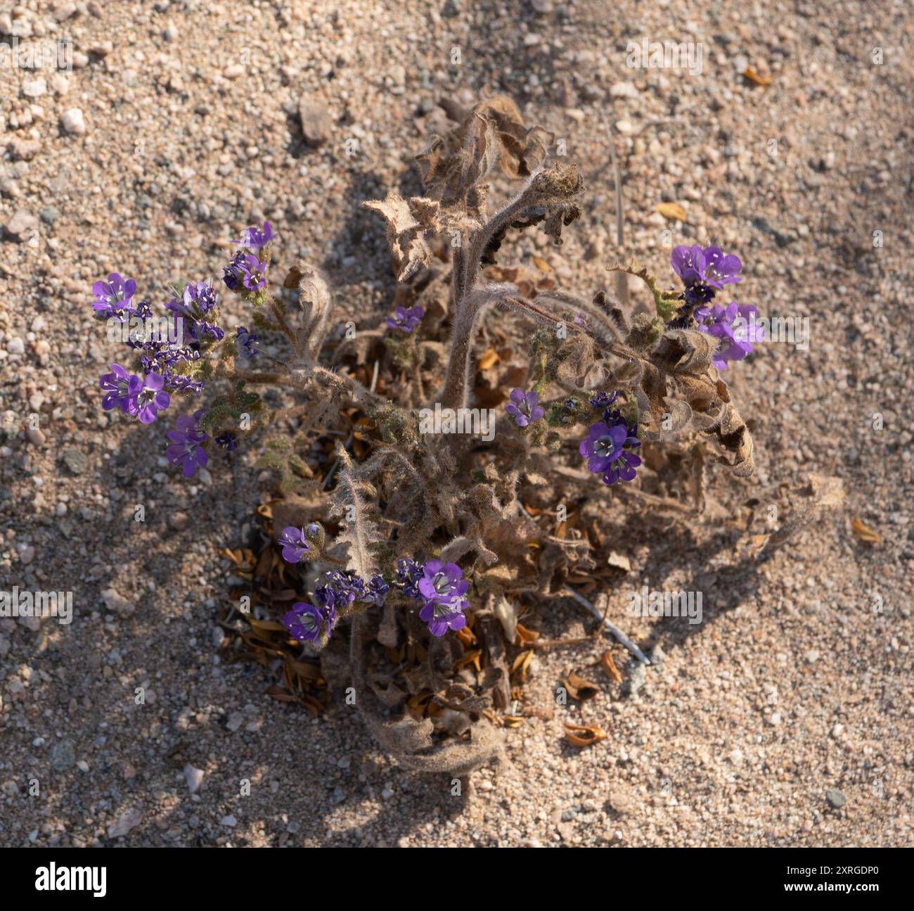 Notch-leaf Scorpionweed (Phacelia crenulata) Plantae Stock Photo - Alamy