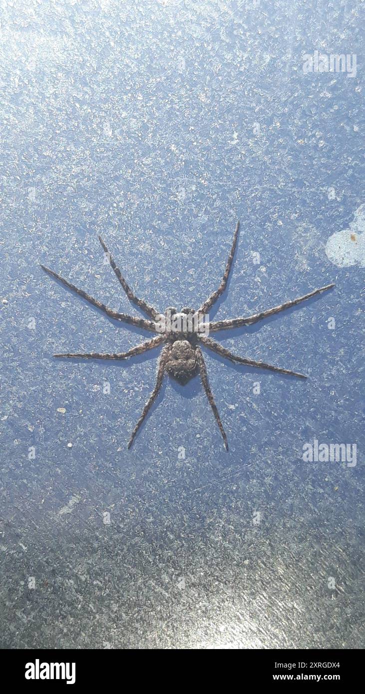 Lichen Running Spider (Philodromus margaritatus) Arachnida Stock Photo ...