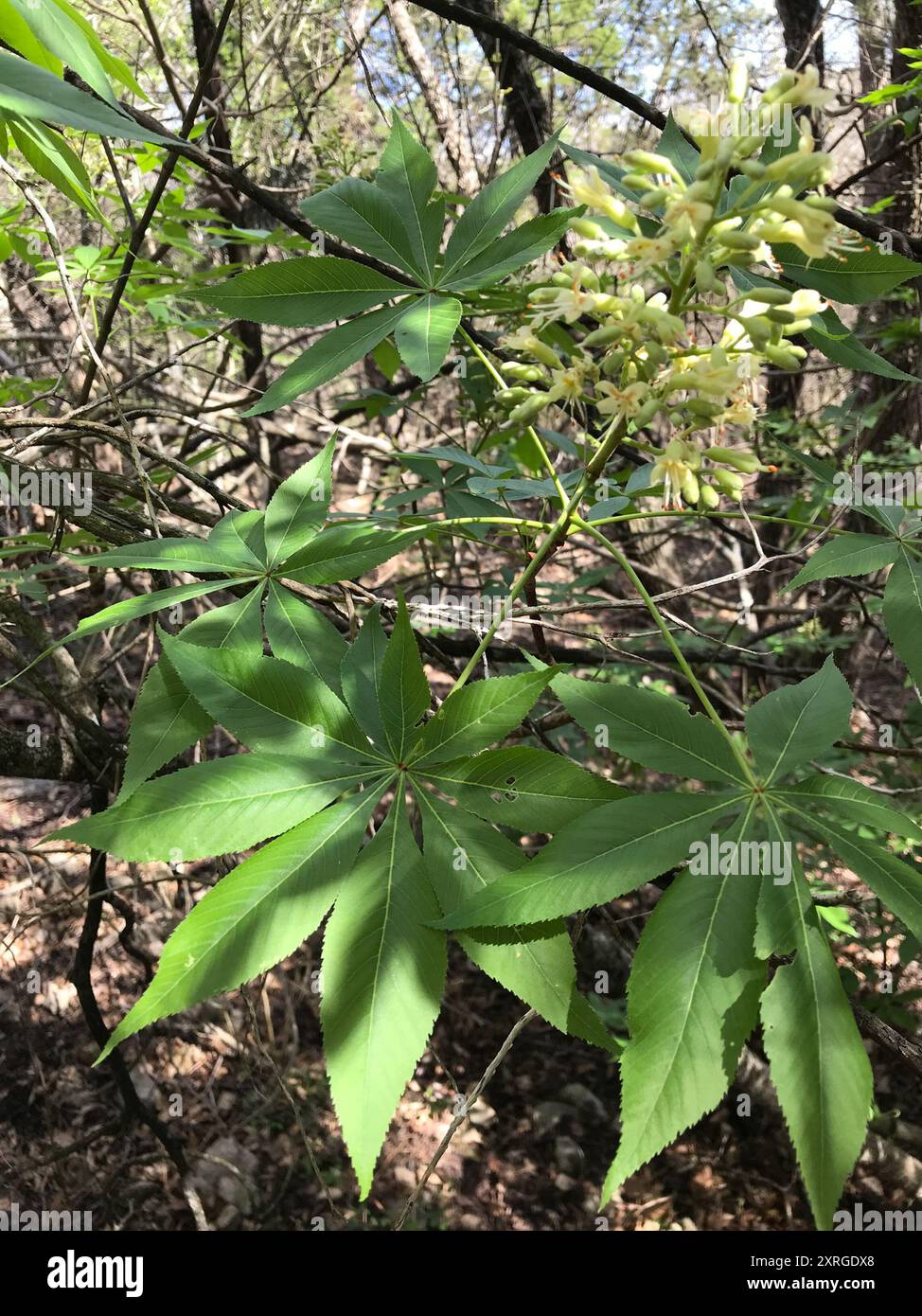 Texas Buckeye (Aesculus glabra arguta) Plantae Stock Photo - Alamy