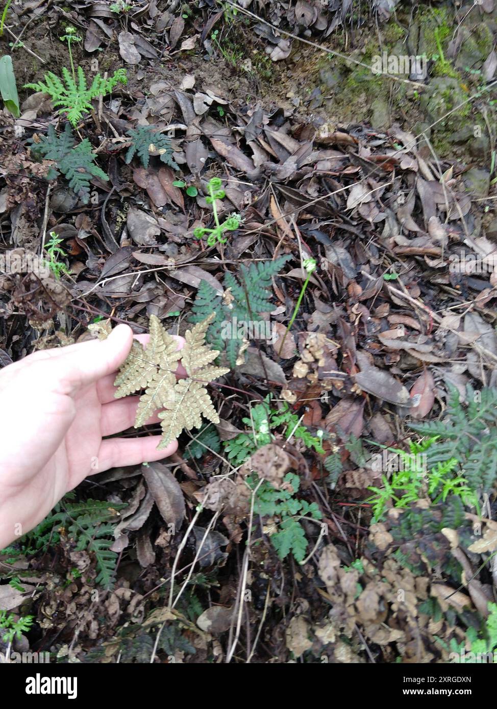 goldback fern (Pentagramma triangularis) Plantae Stock Photo - Alamy