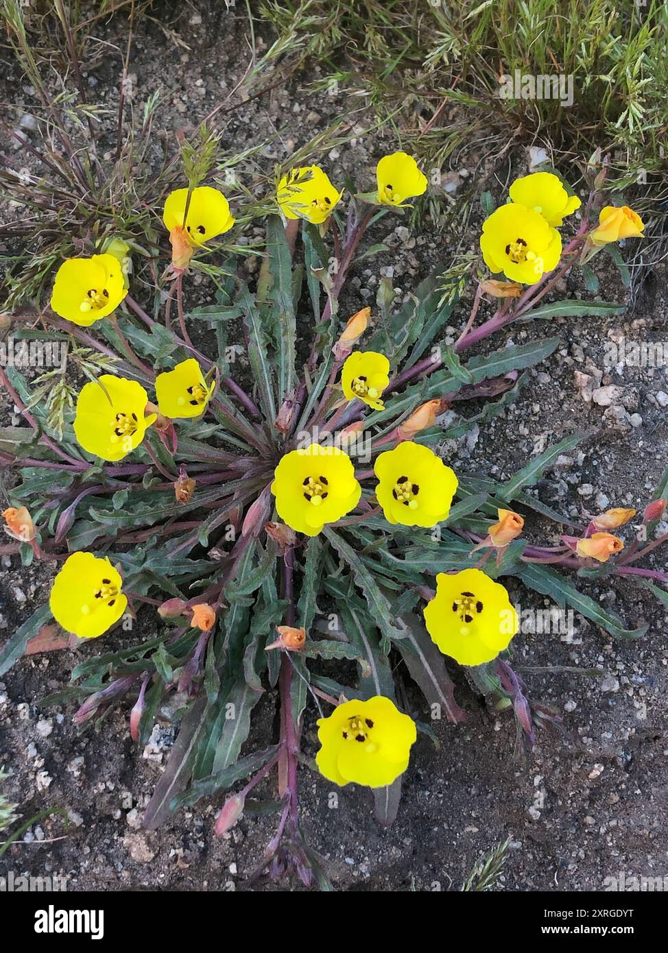 California sun cup (Camissoniopsis bistorta) Plantae Stock Photo - Alamy