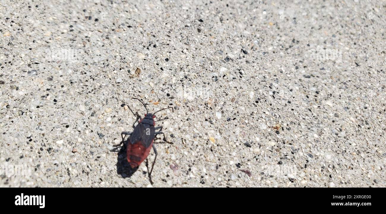 Red-shouldered Bug (Jadera haematoloma) Insecta Stock Photo - Alamy