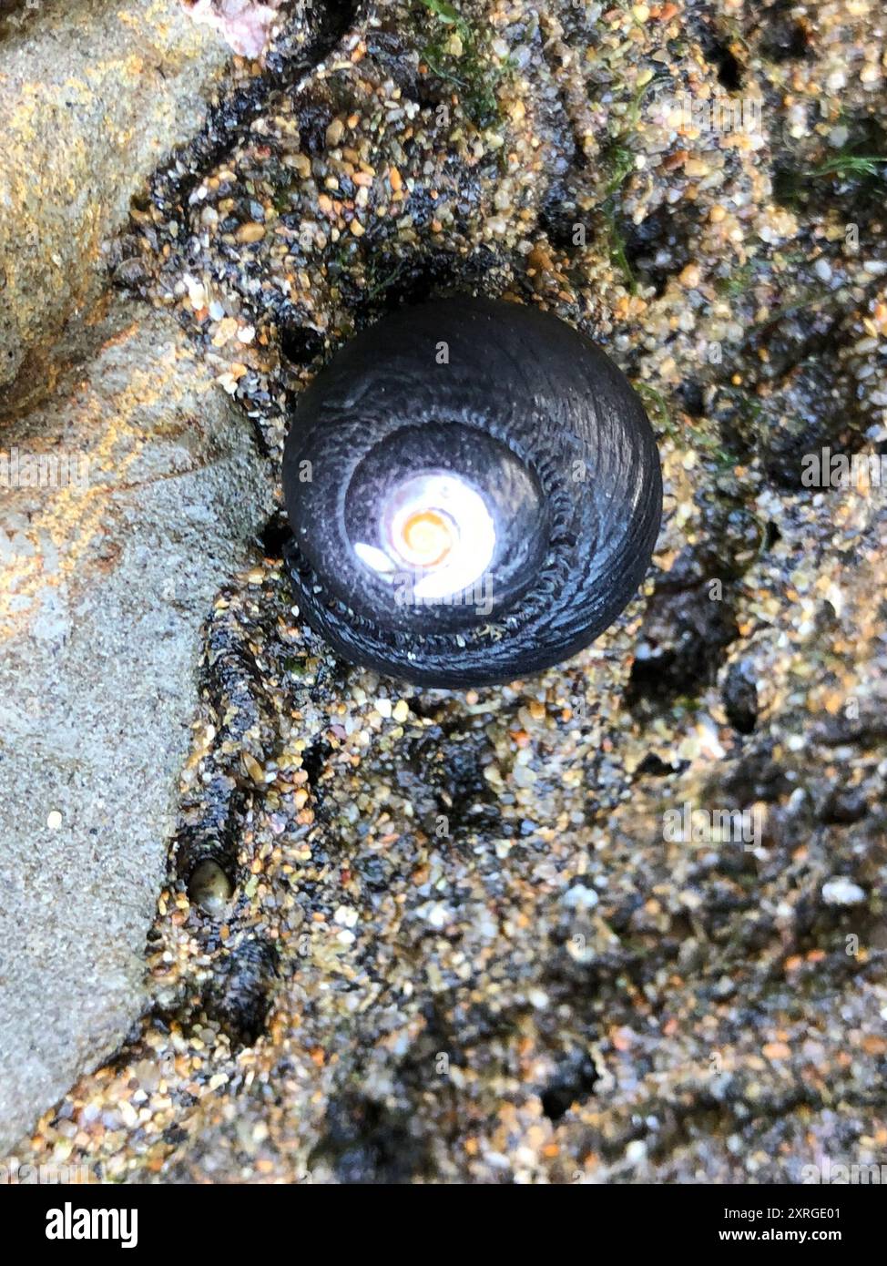 Black Tegula (Tegula funebralis) Mollusca Stock Photo - Alamy