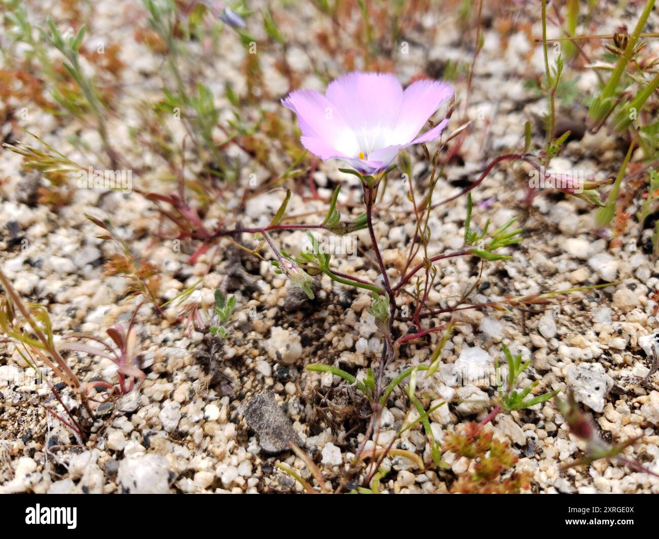 fringed linanthus (Linanthus dianthiflorus) Plantae Stock Photo - Alamy