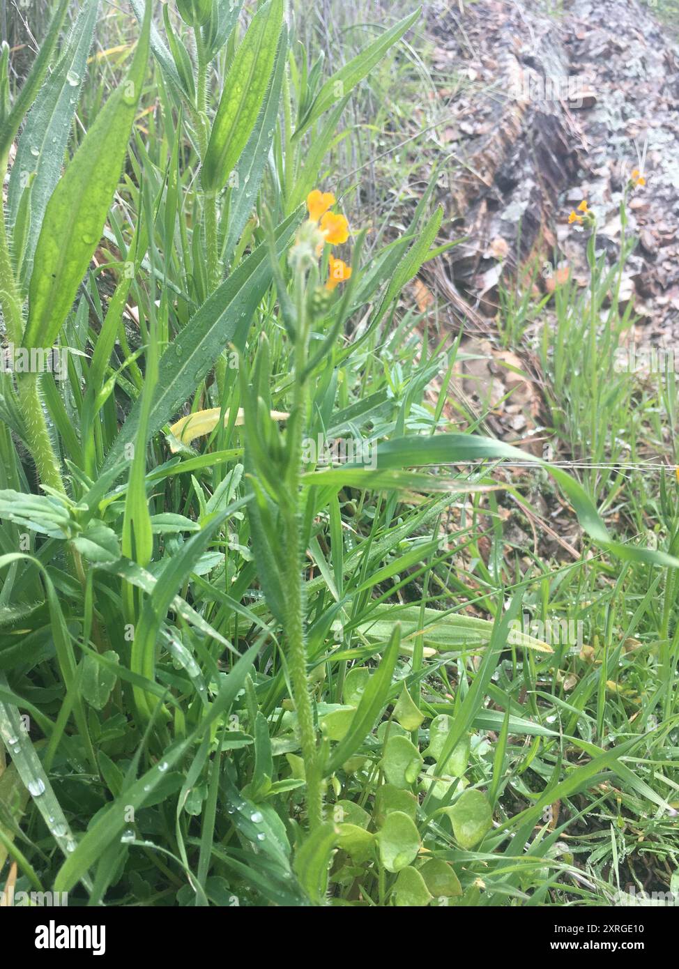 Common Fiddleneck (Amsinckia menziesii) Plantae Stock Photo - Alamy