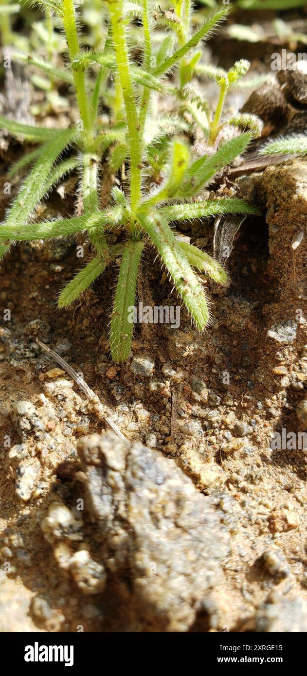 vascular plants (Tracheophyta) Plantae Stock Photo - Alamy