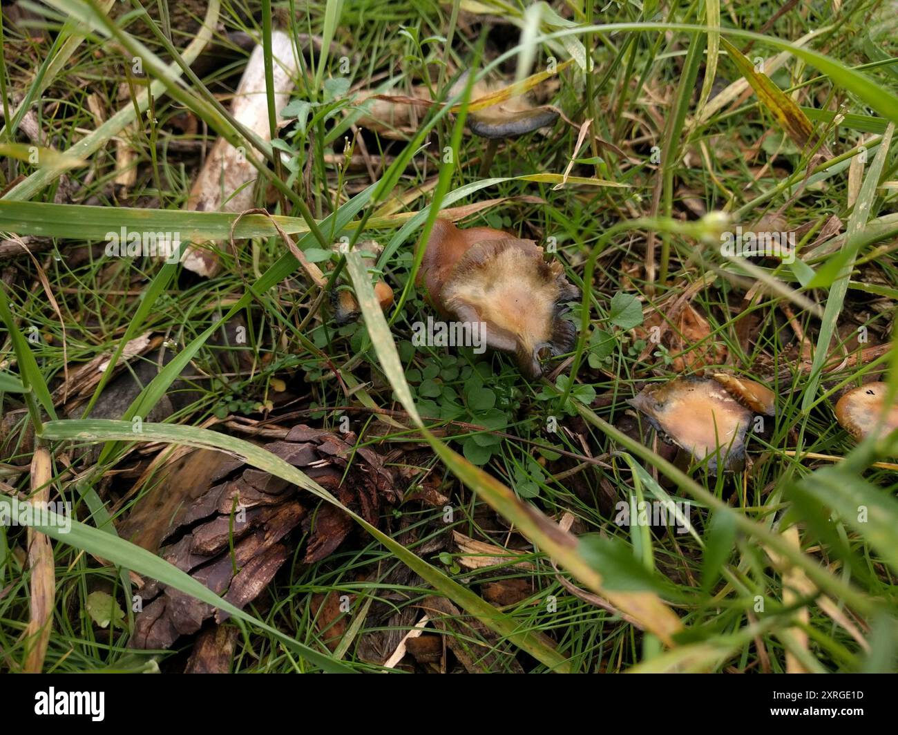 Wavy Cap (Psilocybe cyanescens) Fungi Stock Photo - Alamy