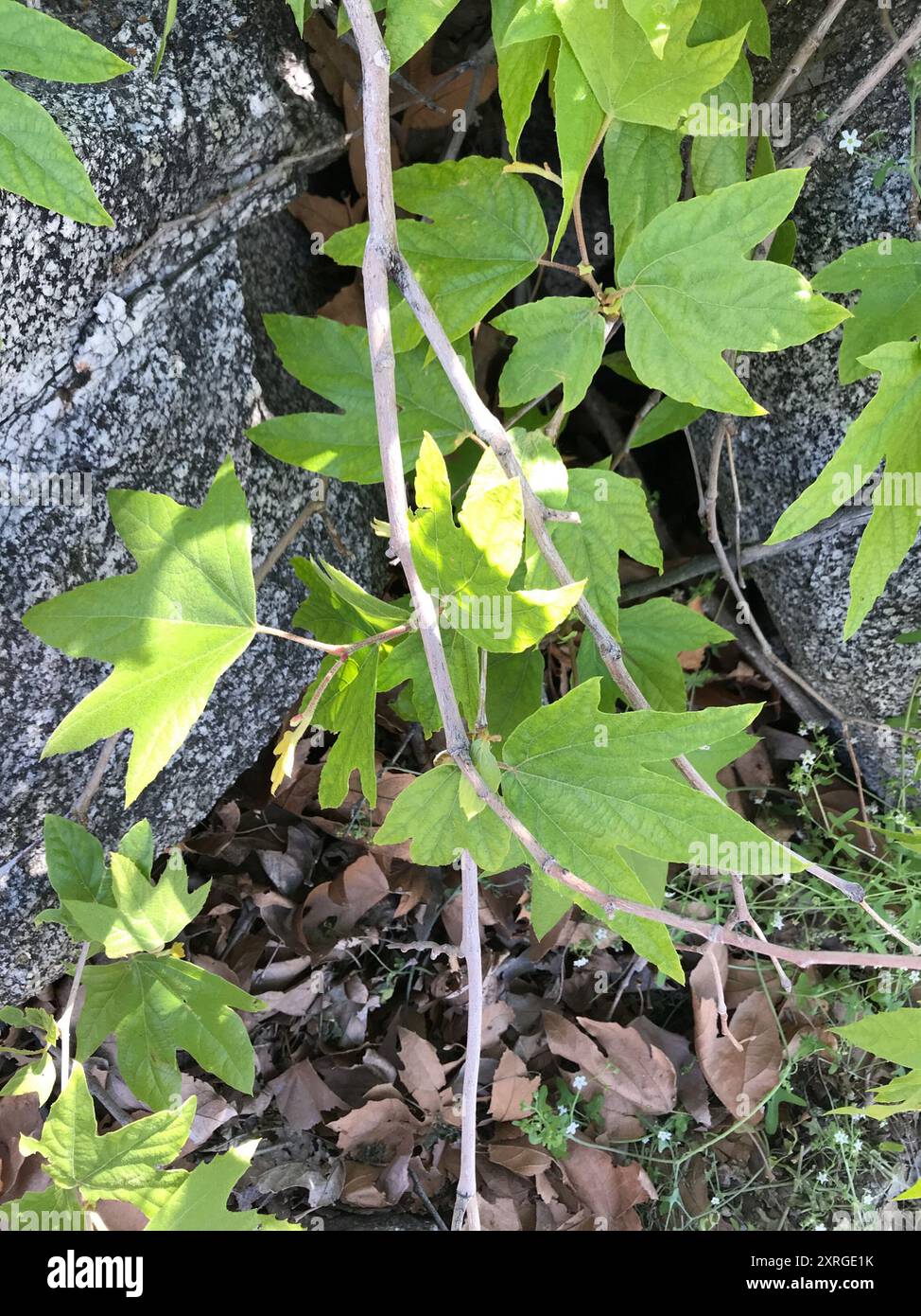 western sycamore (Platanus racemosa) Plantae Stock Photo - Alamy