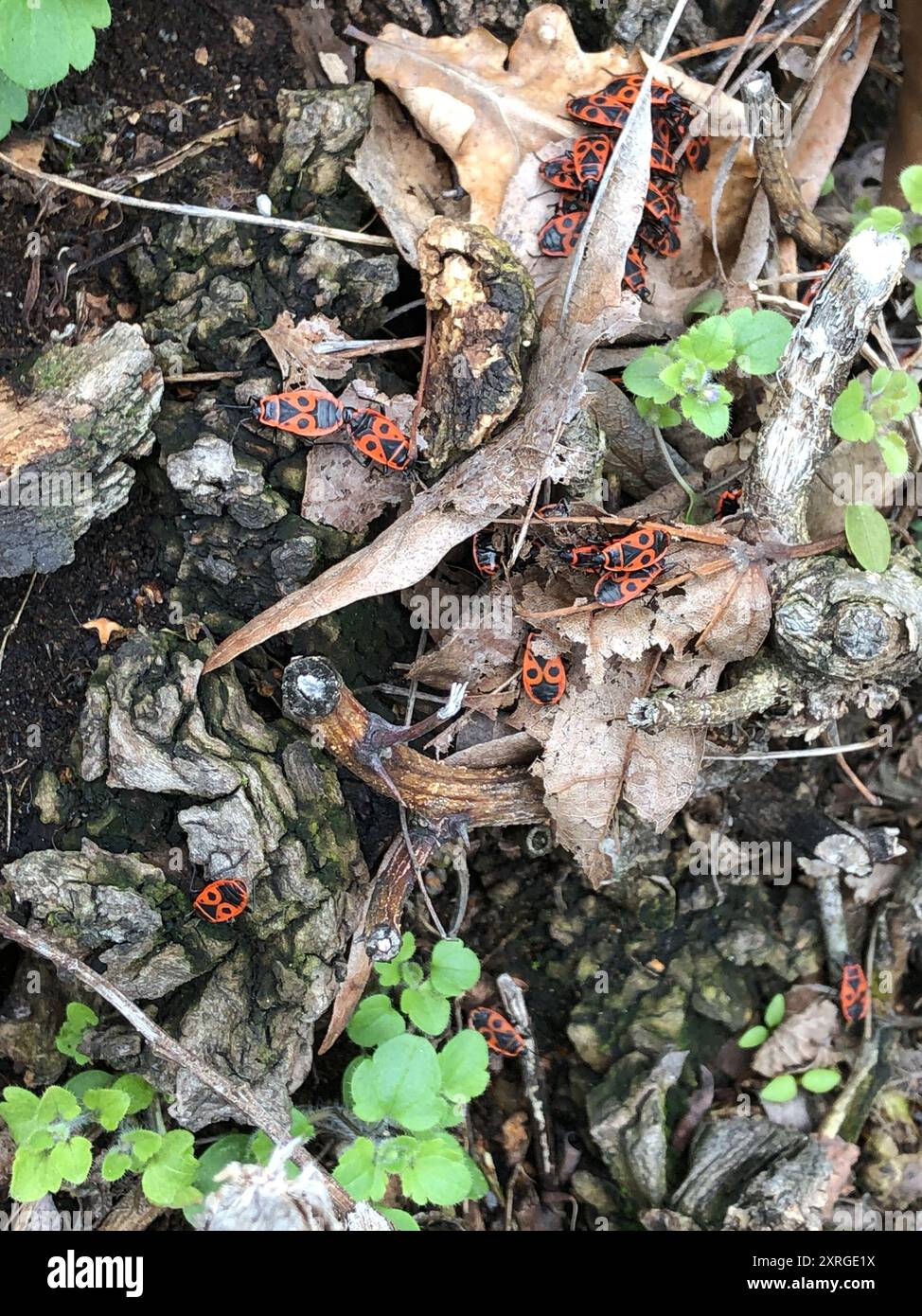 European Firebug (Pyrrhocoris apterus) Insecta Stock Photo - Alamy