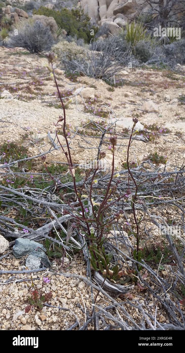 Cooper's wild cabbage (Caulanthus cooperi) Plantae Stock Photo - Alamy