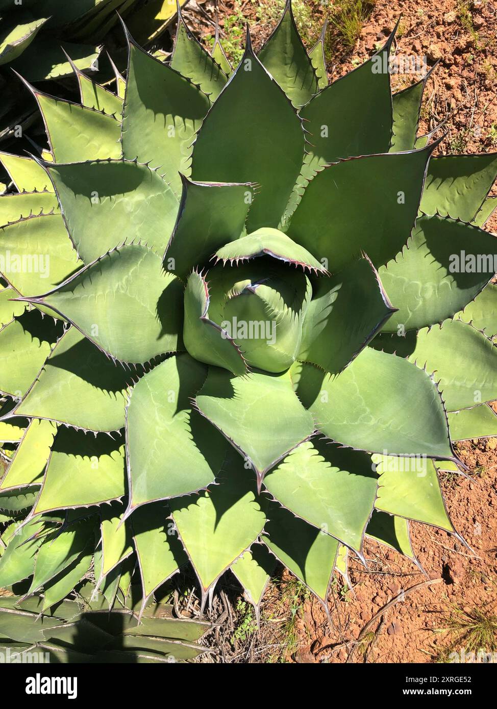 Shaw's Agave (Agave shawii) Plantae Stock Photo - Alamy