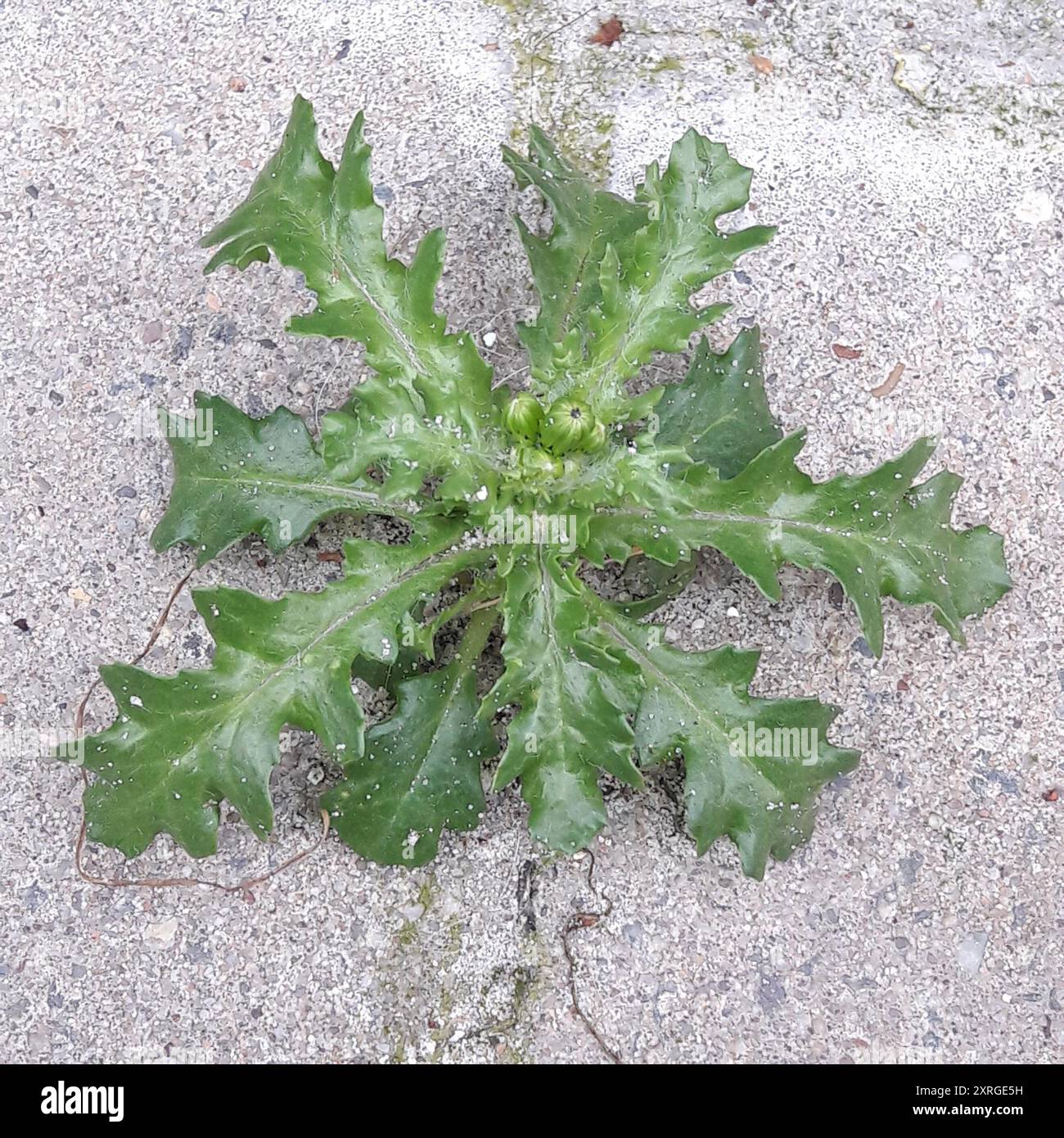 common groundsel (Senecio vulgaris) Plantae Stock Photo - Alamy