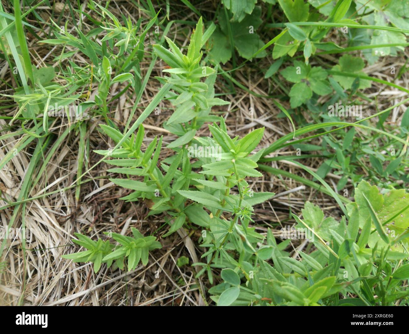Hedge-hyssop (Gratiola officinalis) Plantae Stock Photo - Alamy