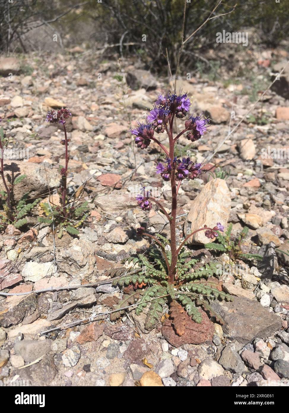 Notch-leaf Scorpionweed (Phacelia crenulata) Plantae Stock Photo - Alamy