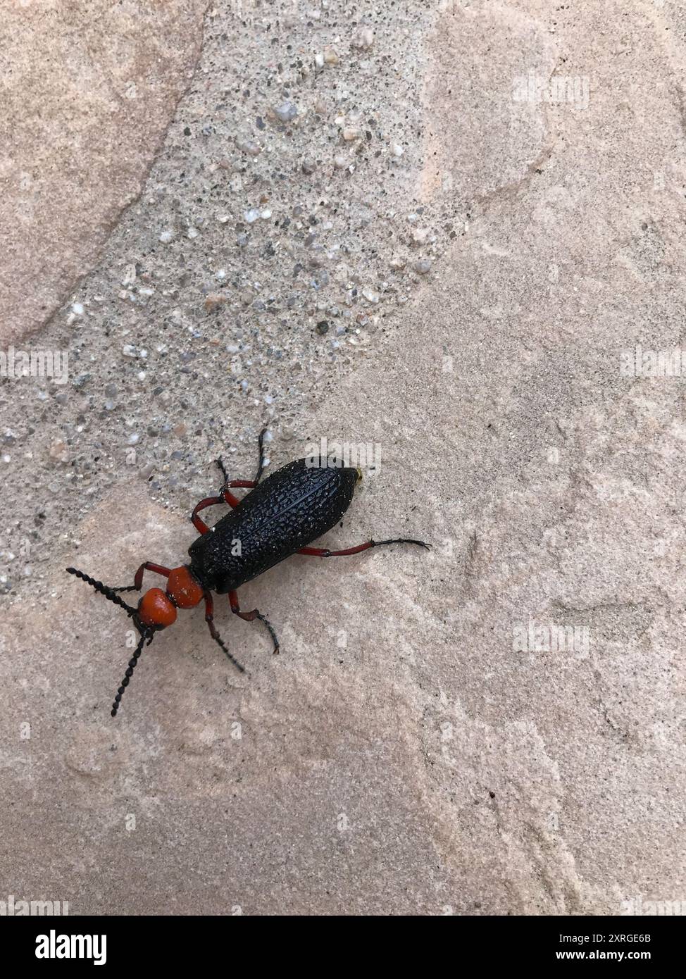 Master Blister Beetle (Lytta magister) Insecta Stock Photo - Alamy