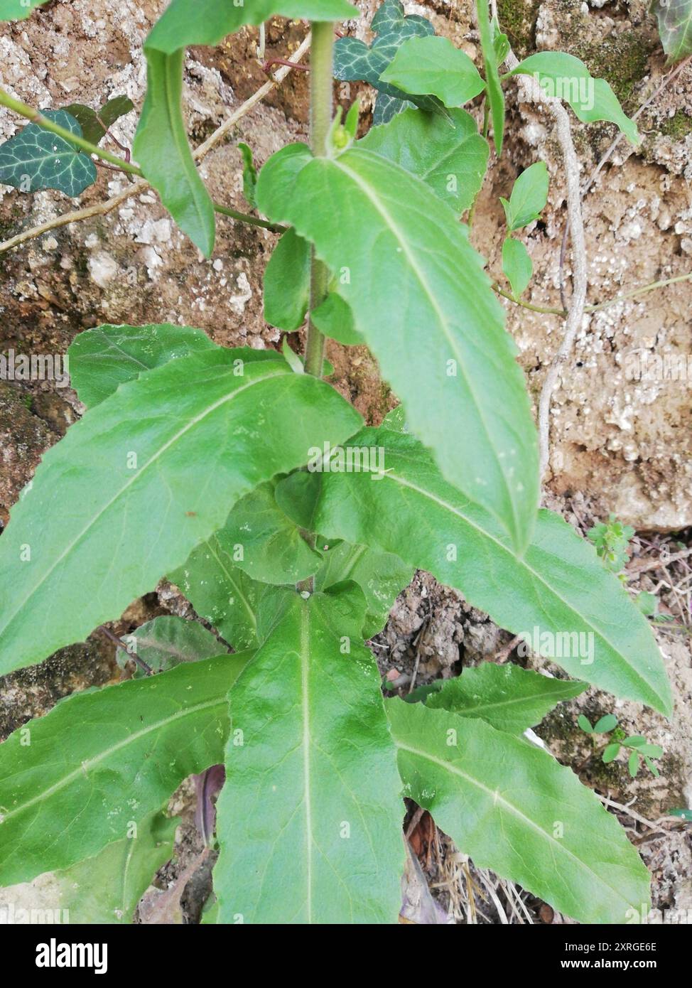 mustard family (Brassicaceae) Plantae Stock Photo - Alamy