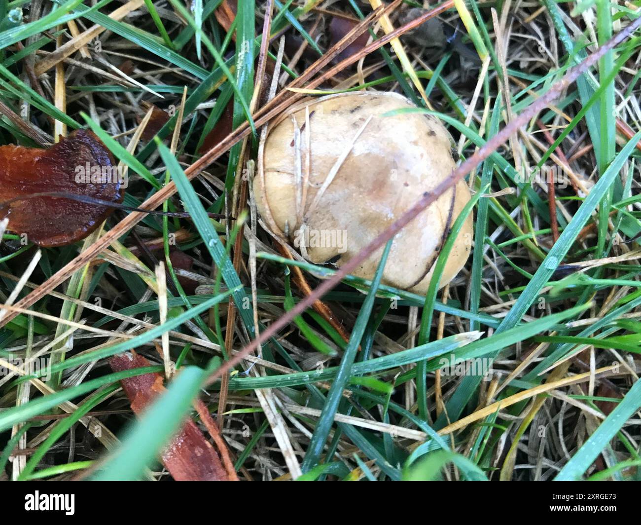 Slippery Jacks (Suillus) Fungi Stock Photo - Alamy