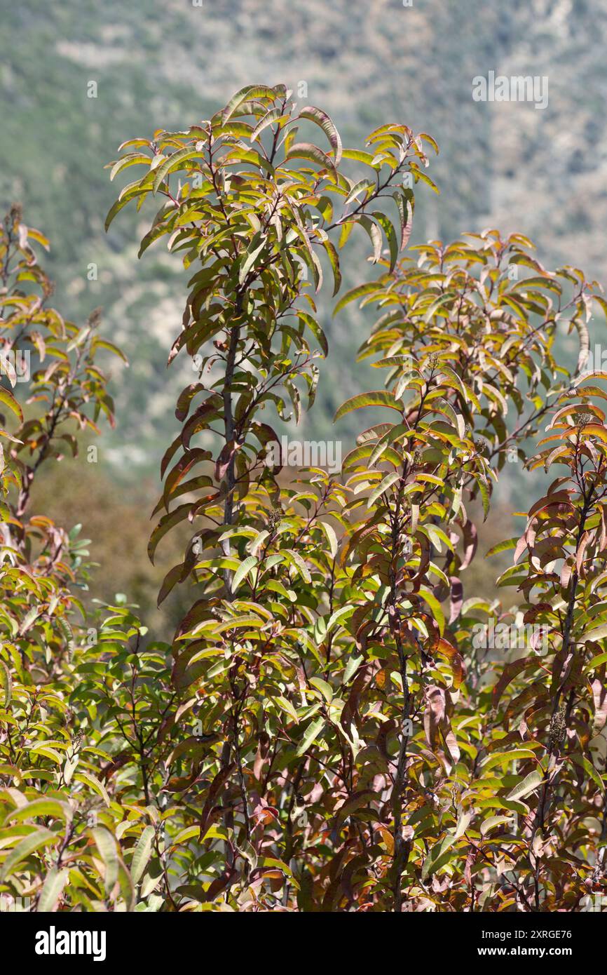 laurel sumac (Malosma laurina) Plantae Stock Photo - Alamy