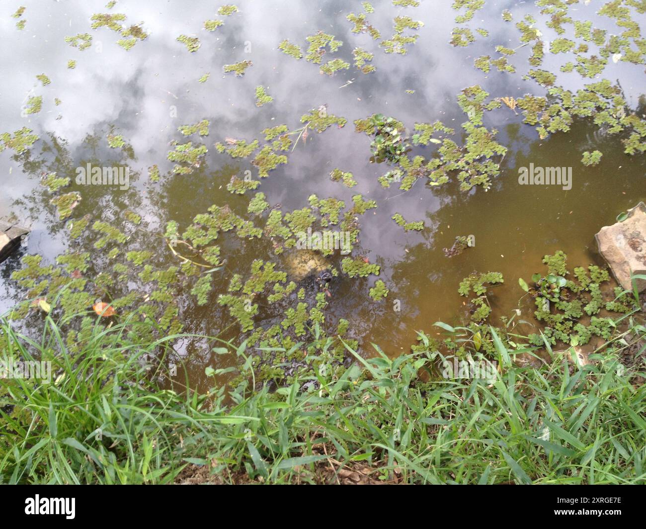 water spangles (Salvinia minima) Plantae Stock Photo - Alamy