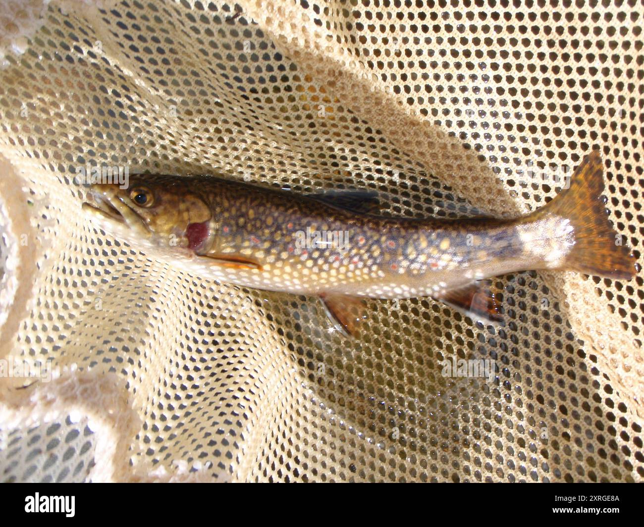 Brook Trout (Salvelinus fontinalis) Actinopterygii Stock Photo - Alamy