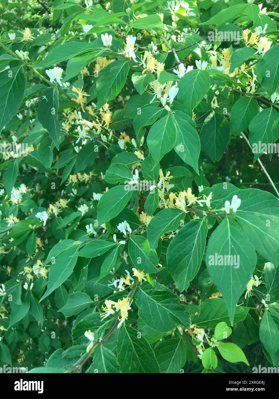 Amur honeysuckle (Lonicera maackii) Plantae Stock Photo - Alamy
