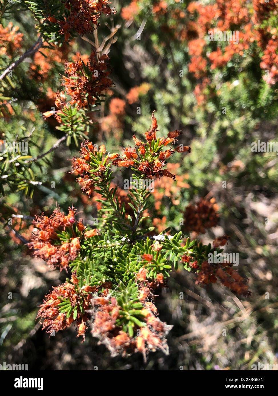 Mediterranean Heath (Erica multiflora) Plantae Stock Photo - Alamy