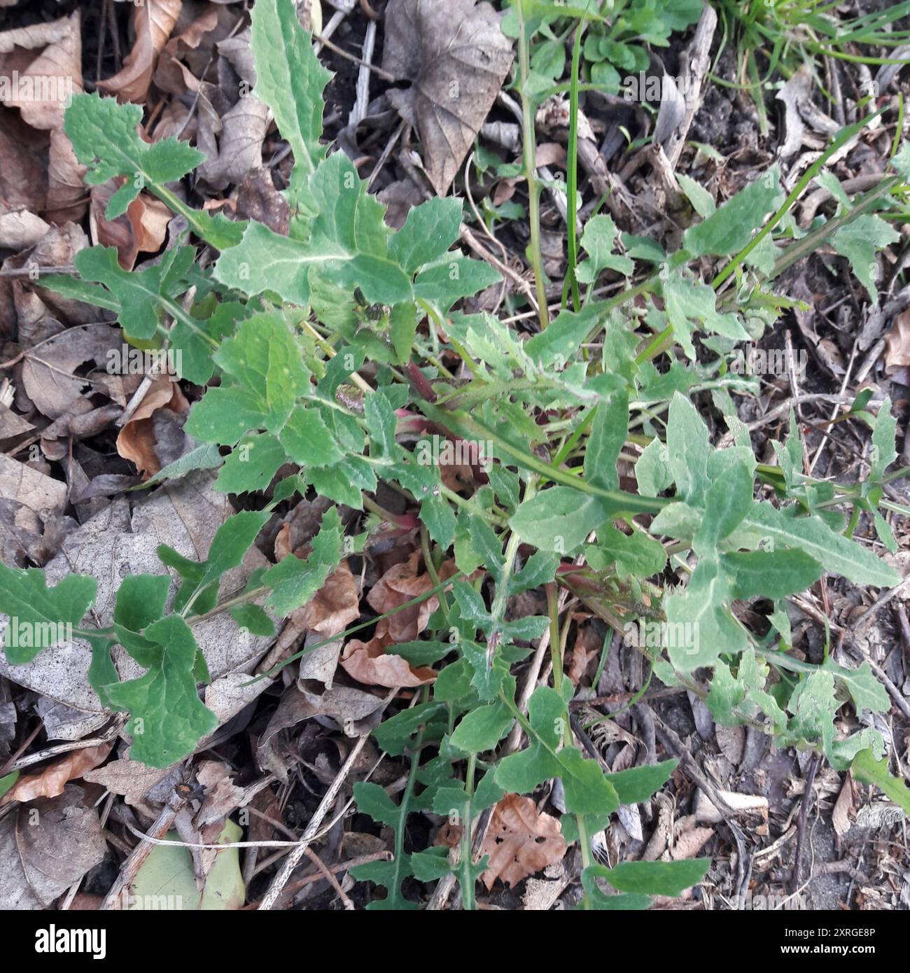 Common Sow-thistle (Sonchus oleraceus) Plantae Stock Photo - Alamy