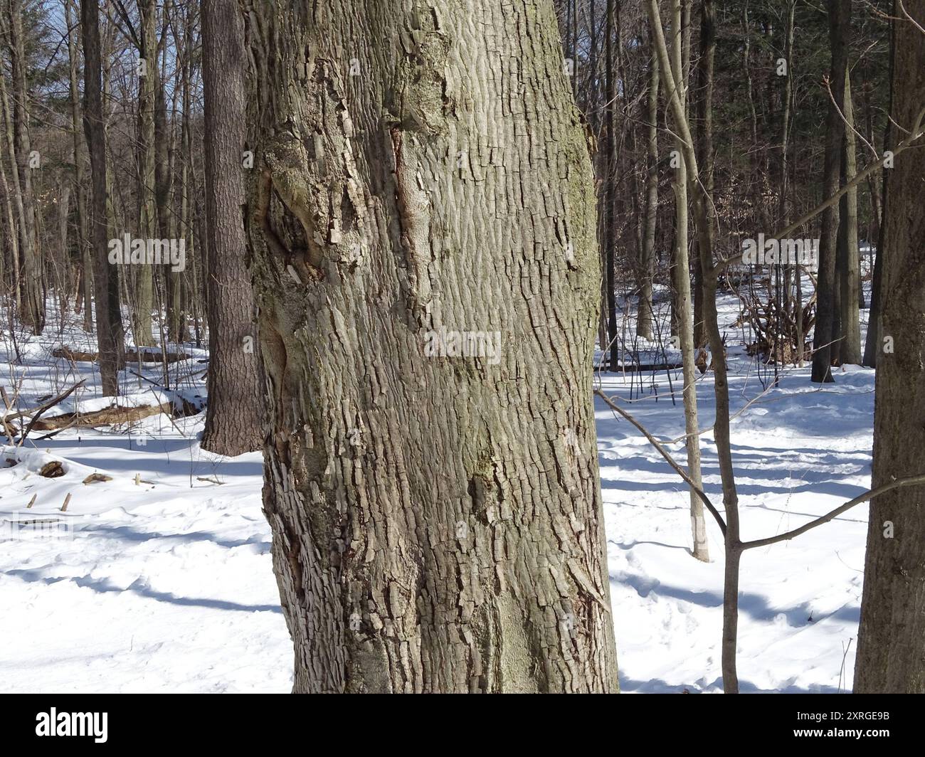 bitternut hickory (Carya cordiformis) Plantae Stock Photo - Alamy