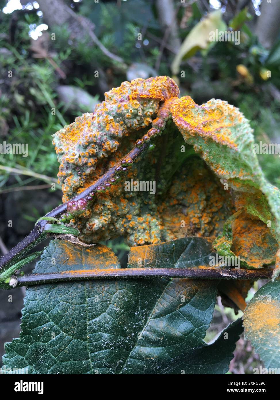 rust fungi (Pucciniales) Fungi Stock Photo - Alamy