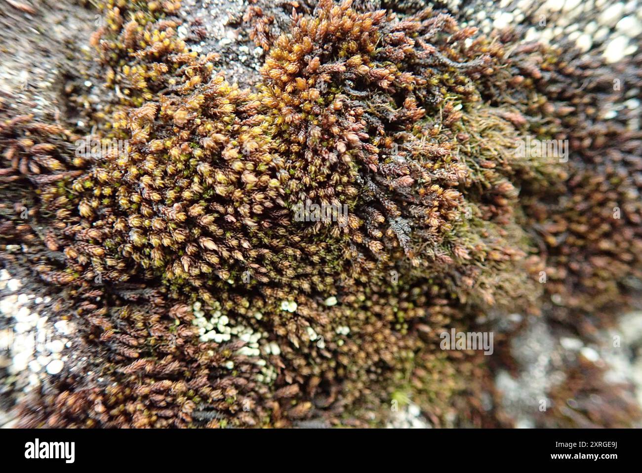 Black Rock Moss (Andreaea rupestris) Plantae Stock Photo - Alamy