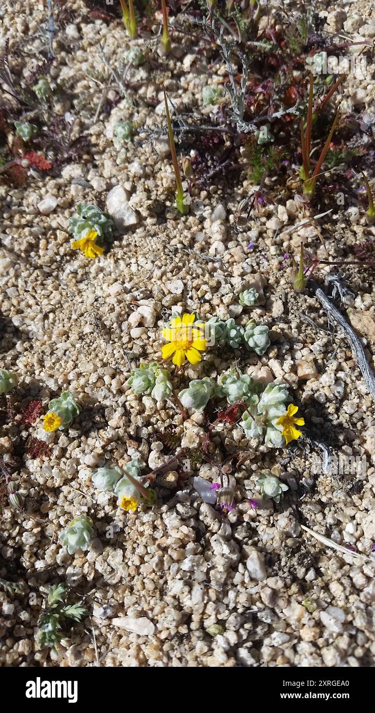 Wallace's woollydaisy (Eriophyllum wallacei) Plantae Stock Photo - Alamy