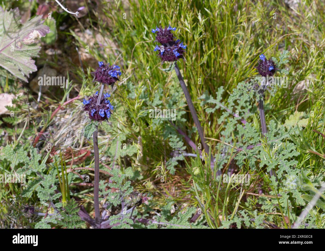 Chia (Salvia columbariae) Plantae Stock Photo - Alamy