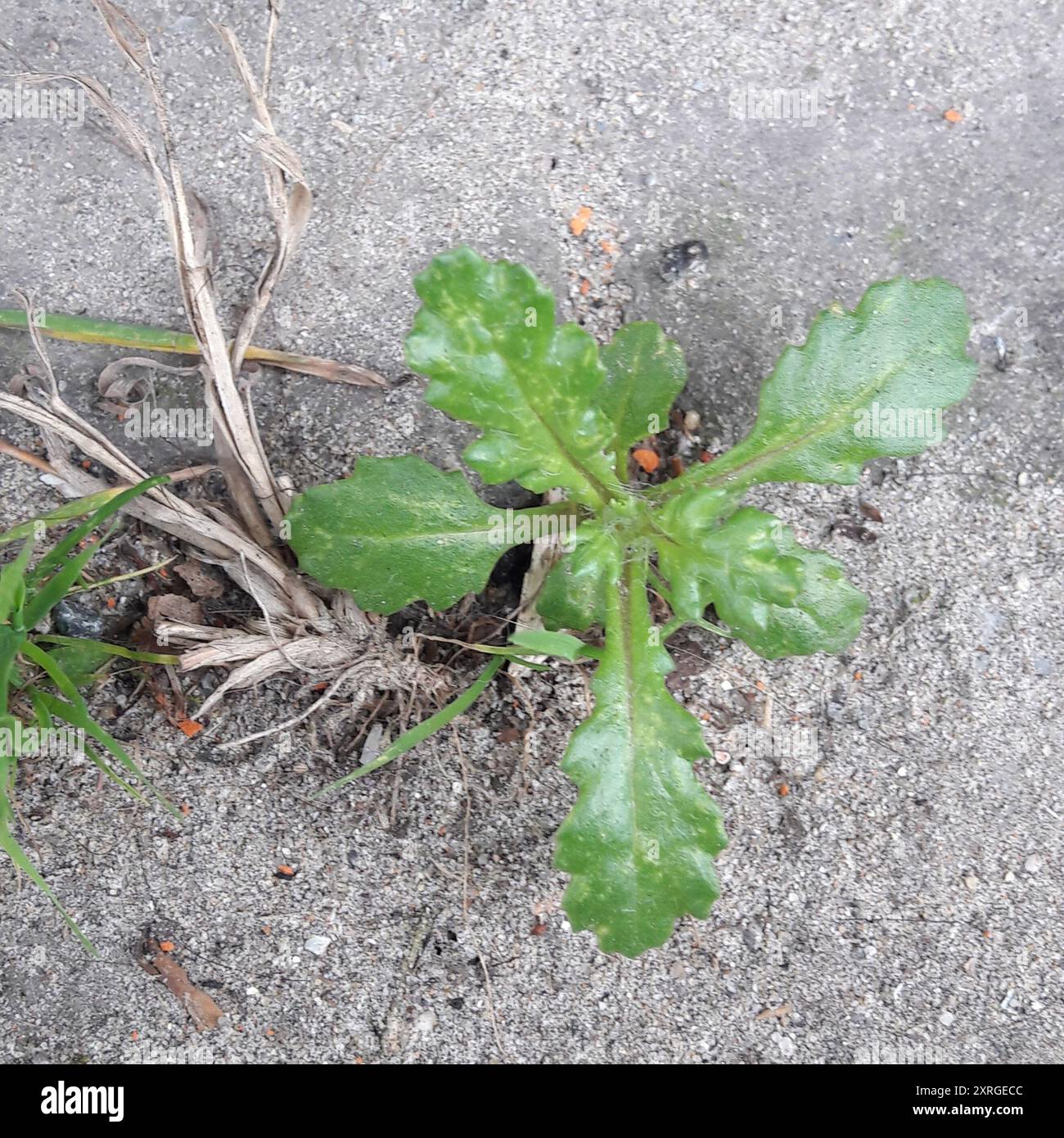 common groundsel (Senecio vulgaris) Plantae Stock Photo - Alamy