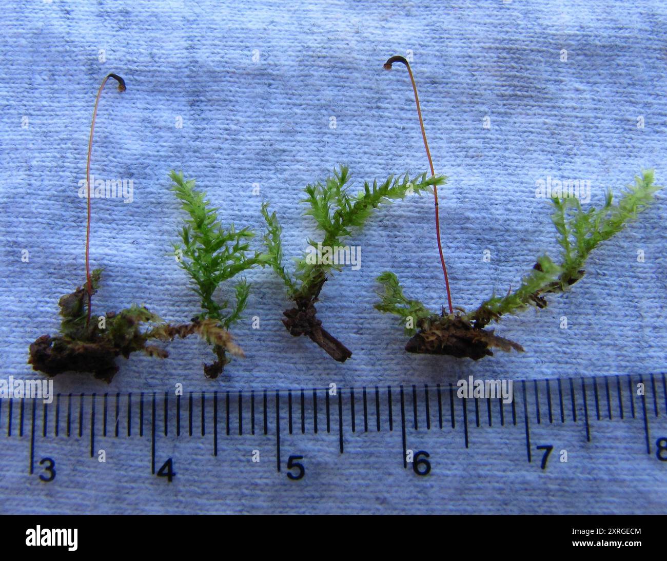 Muhlenbeck's Feather-moss (Herzogiella striatella) Plantae Stock Photo ...
